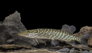 Fish - waterlife.lt